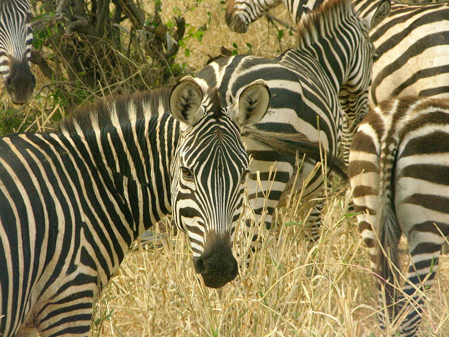 Zebra says hello Photograph by Jeff Chase - Fine Art America