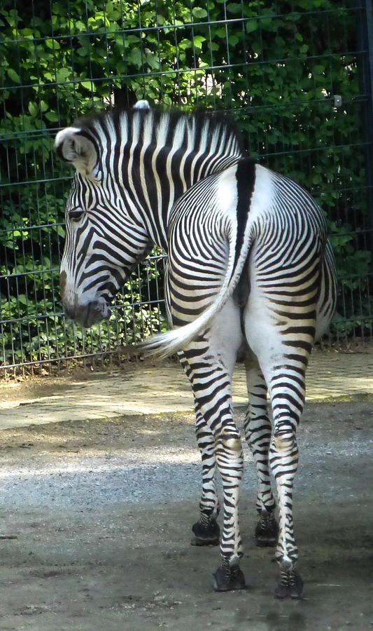 Zebra showing backside Photograph by Blago Simeonov - Fine Art America