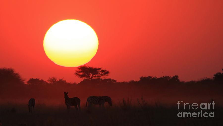 Zebra Sunset Photograph by Andries Alberts - Fine Art America
