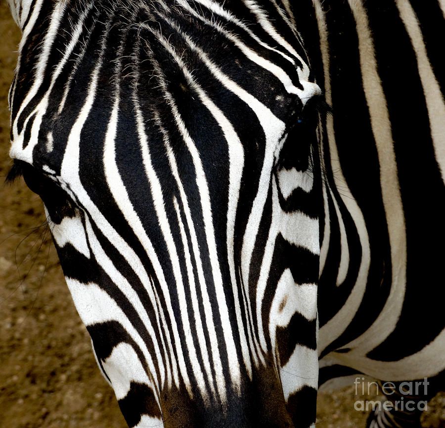 Zebra Zoom Photograph by Charlene Gauld - Fine Art America
