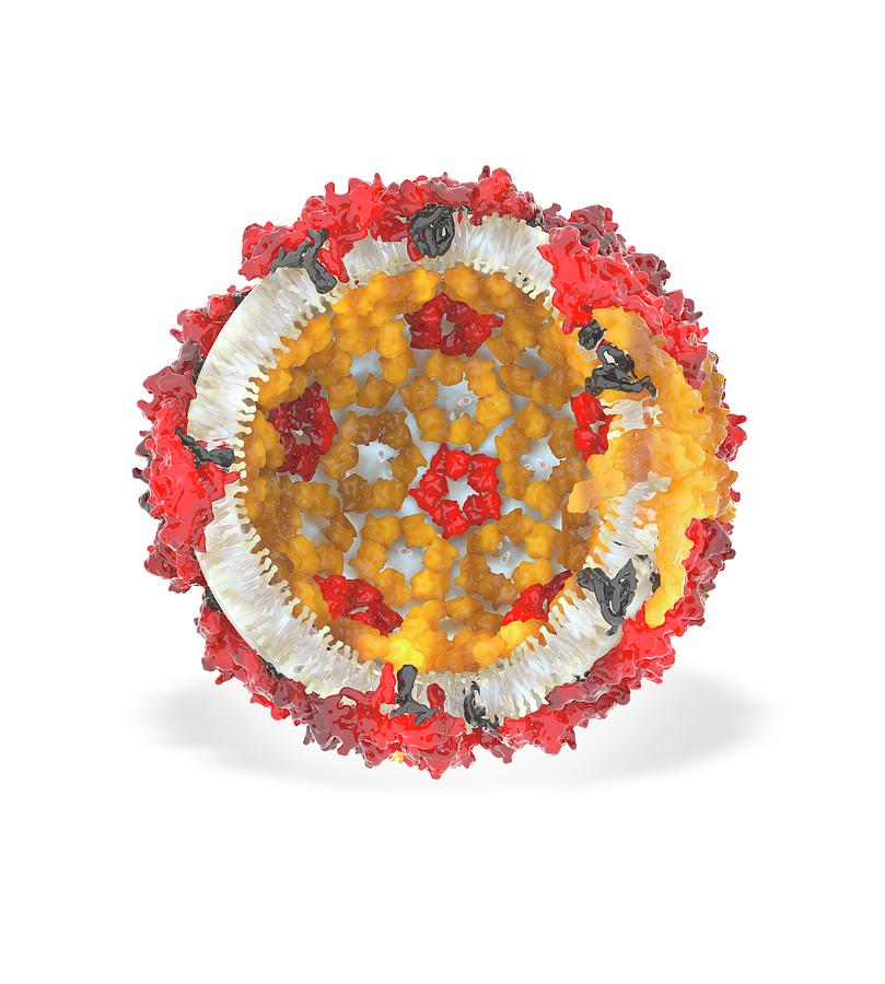 Zika Virus Photograph by Ramon Andrade 3dciencia/science Photo Library - Fine Art America