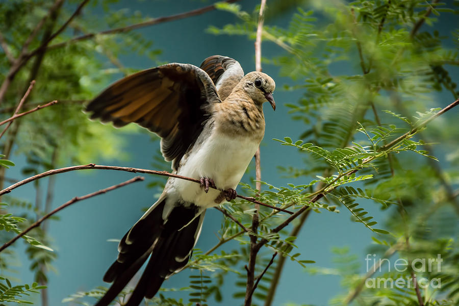 Zoo bird Photograph by Brad Sharp - Fine Art America