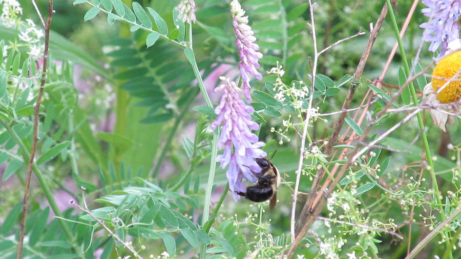 Hugging Bee Photograph by Loretta Pokorny - Fine Art America