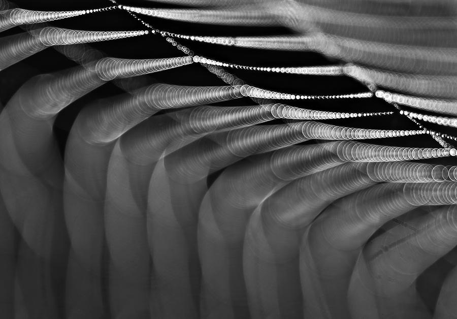 Light web Photograph by Odon Czintos | Fine Art America