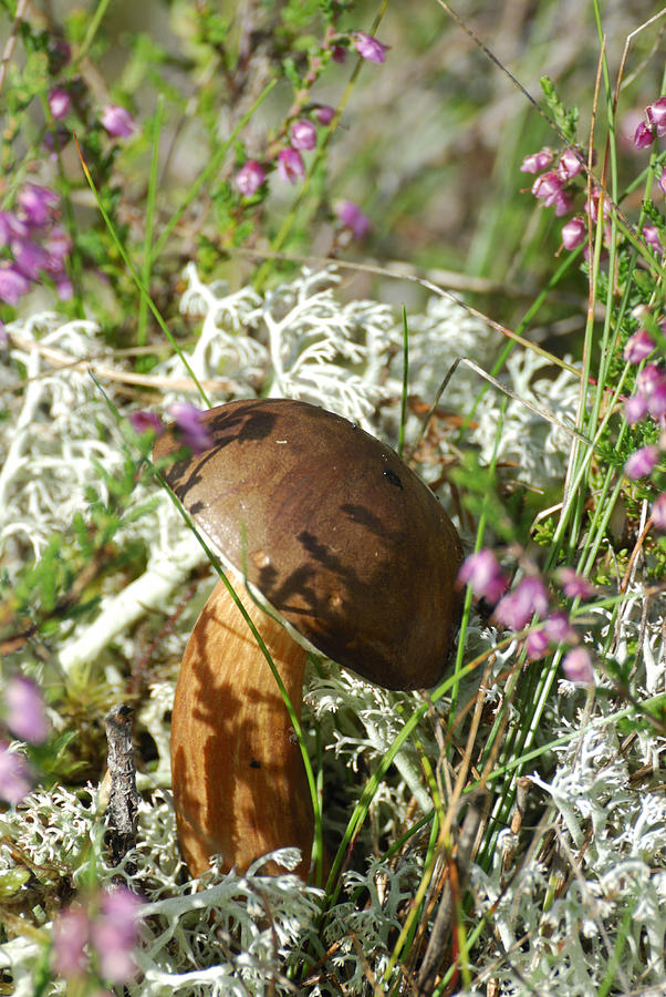 Xerocomus Photograph by Igor Sinitsyn - Fine Art America