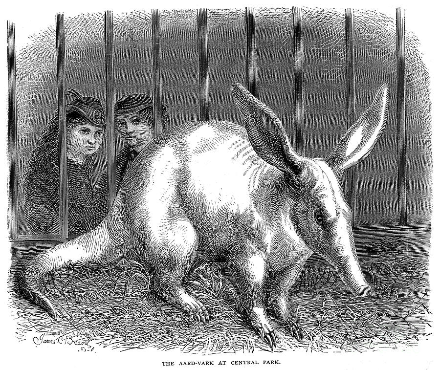 Aardvark Photograph by Granger | Pixels