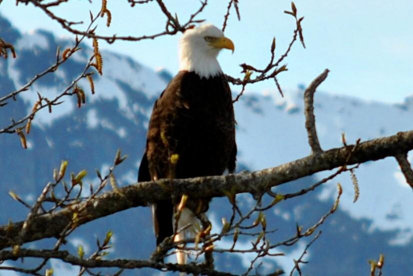 Alaskan Bald Eagle Photograph by Chris Bailey | Pixels