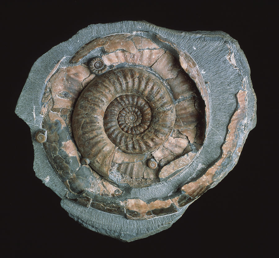 Ammonites #1 by Science Photo Library