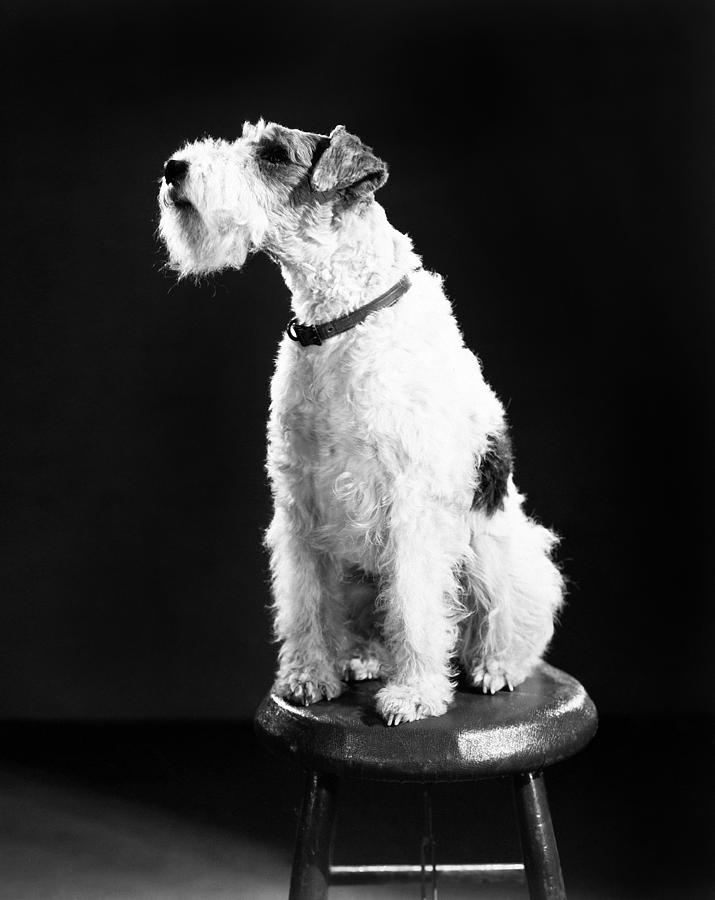 Asta Photograph by Granger - Fine Art America