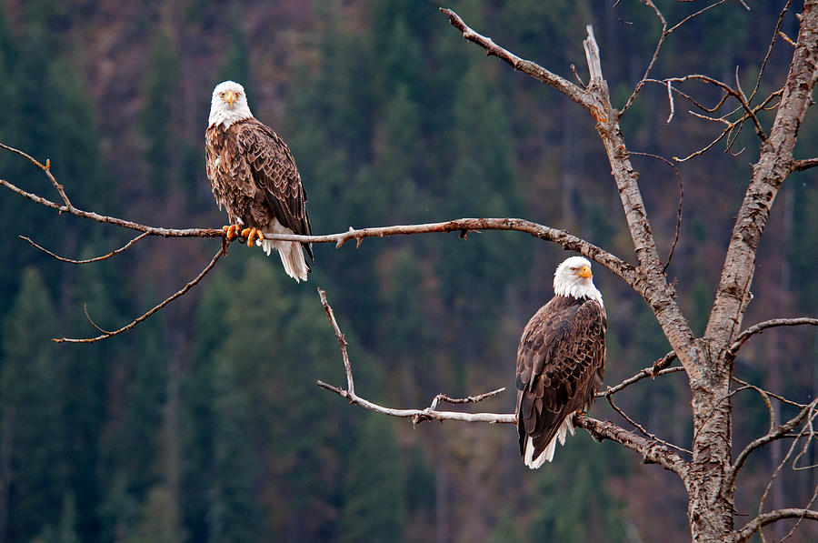 Bald Eagles Photograph by Elijah Weber