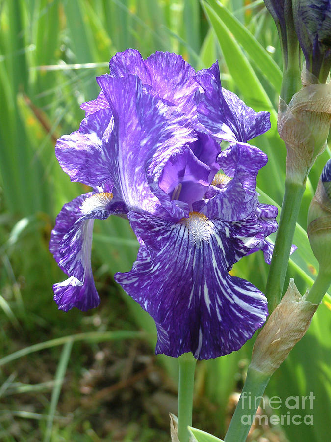 Batik Iris Photograph by Marilyn Foreman | Fine Art America