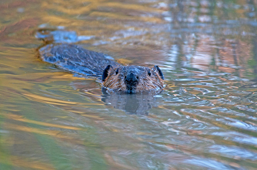 Beaver Photograph by Elijah Weber - Fine Art America