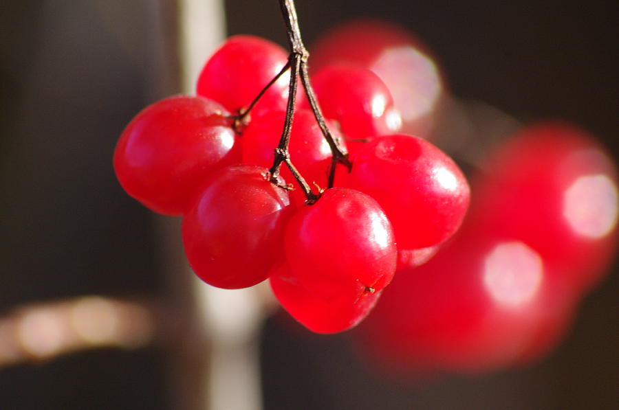 Berries Photograph by Michael Vickers - Fine Art America