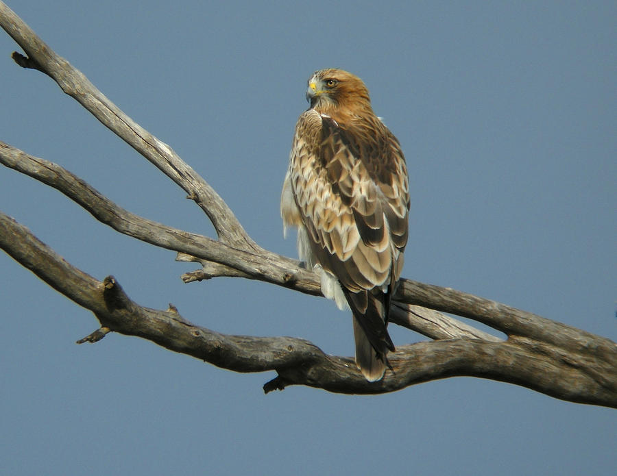 Booted Eagle Photograph by Perry Van Munster - Fine Art America