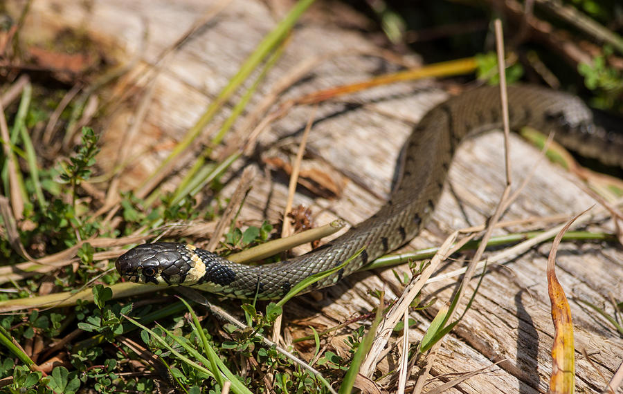 British Grass Snake Photograph by Dawn OConnor - Fine Art America