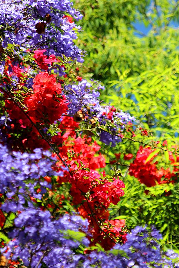 Budding Trees Photograph by Jonathan Hall - Fine Art America