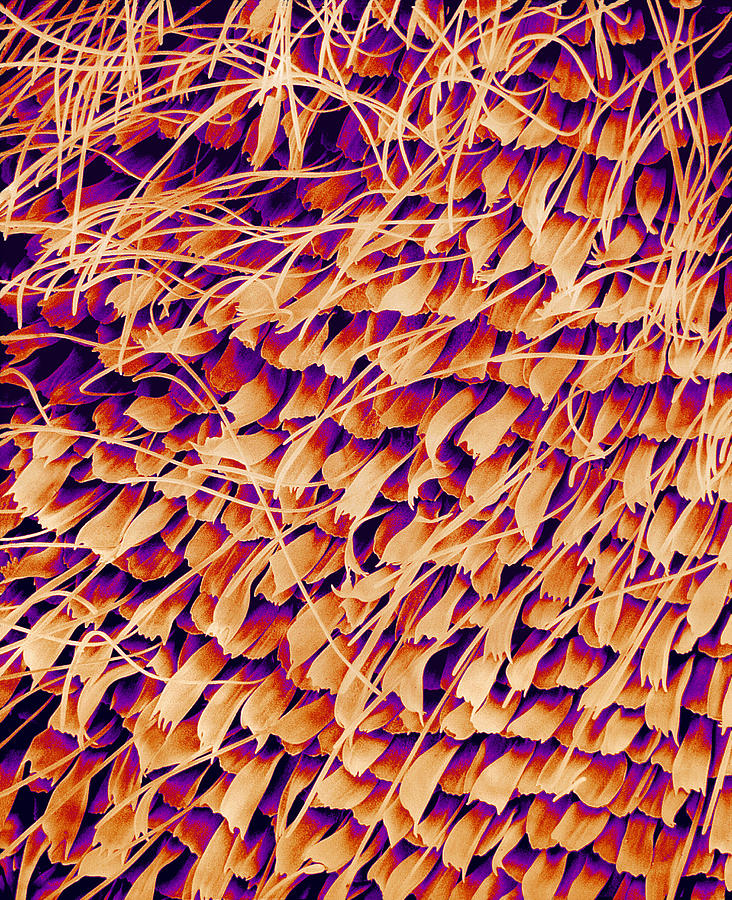 Butterfly Wing, Sem Photograph by Susumu Nishinaga - Fine Art America