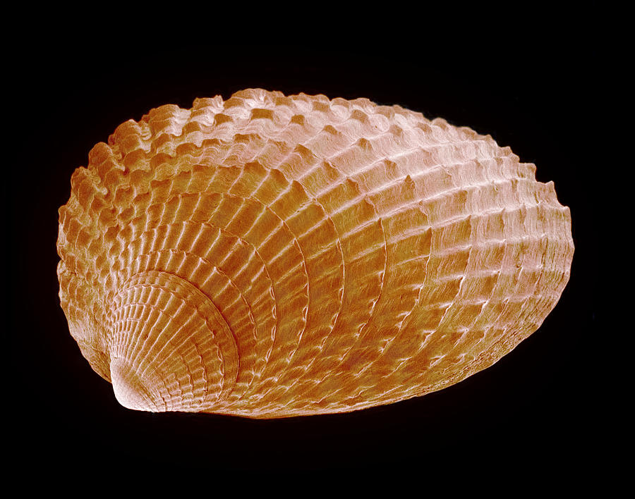 Cockle Shell, Sem Photograph by Susumu Nishinaga - Fine Art America