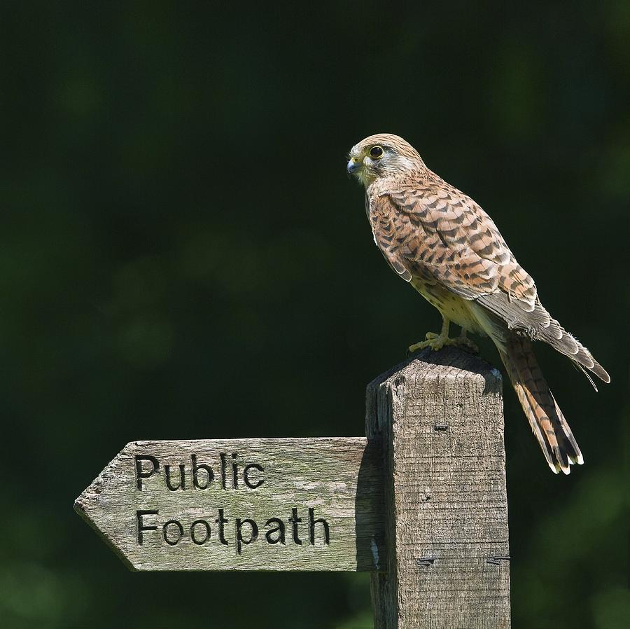 Common Kestrel #1 by Linda Wright / Science Photo Library