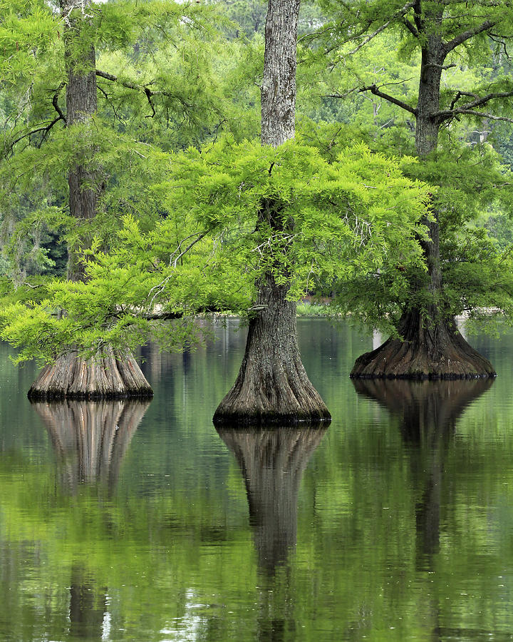 Cypress Trees Photograph - Cypress Trees Fine Art Print
