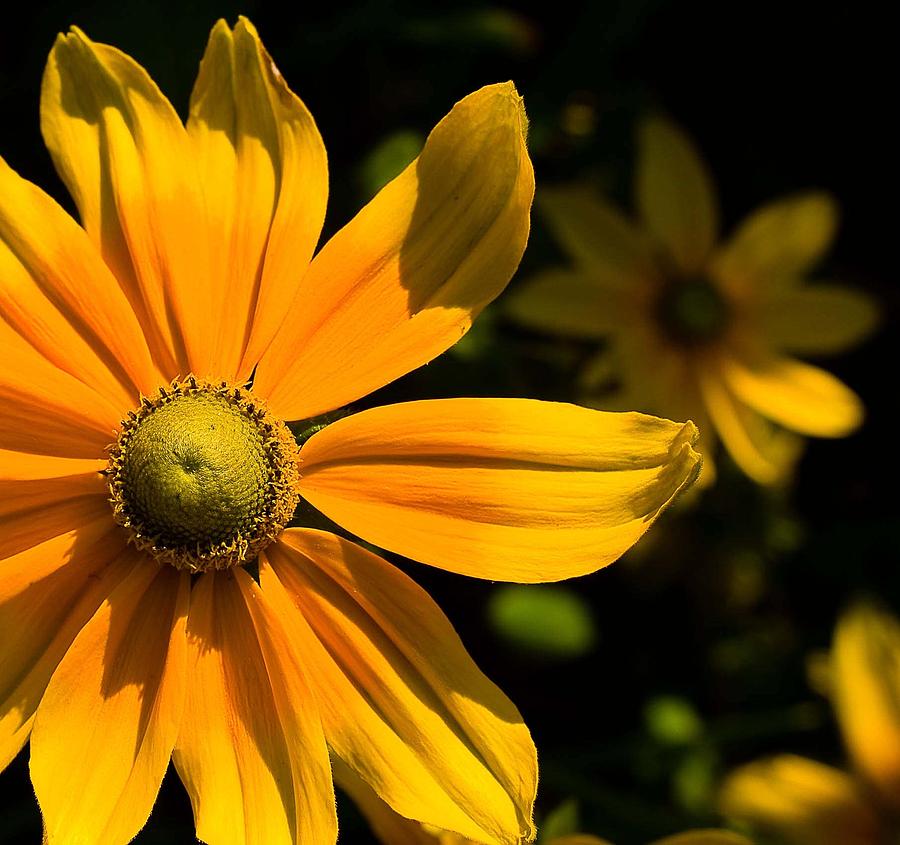 Daises #1 Photograph by Michael Ray - Fine Art America