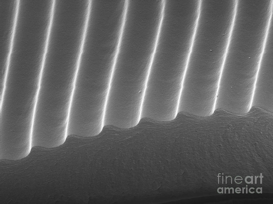 Diffraction Grating Sem Photograph by Ted Kinsman - Fine Art America