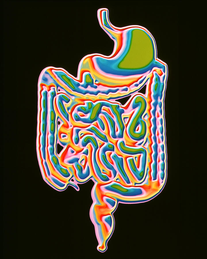 Digestive System #1 by Science Photo Library
