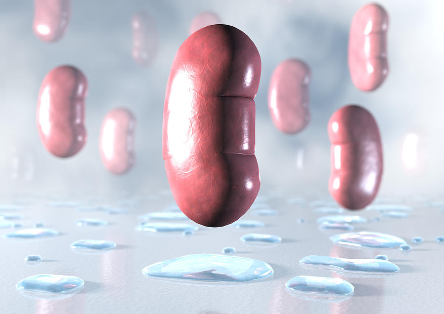 Diuresis #1 by Animated Healthcare Ltd / Science Photo Library