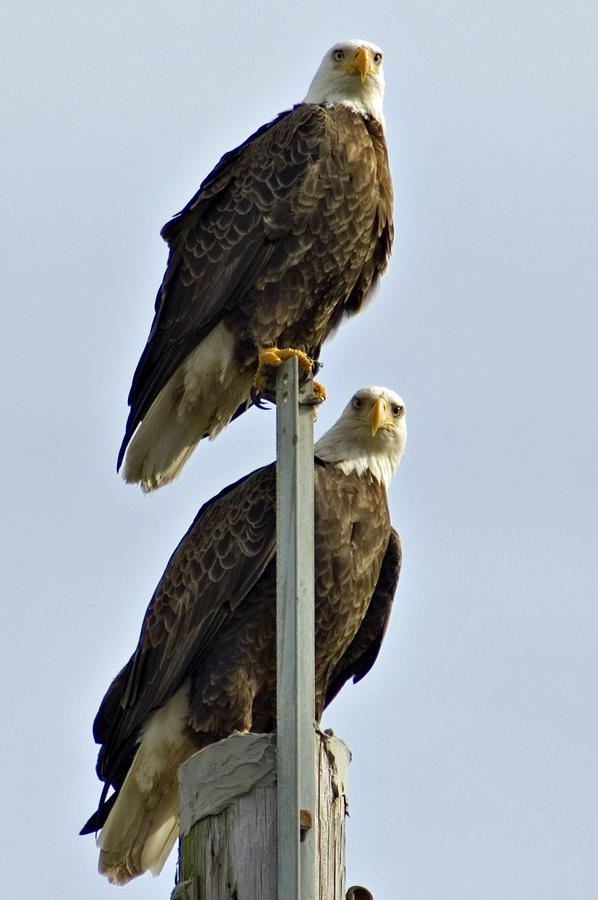 Double Eagles Photograph by David Brown - Fine Art America