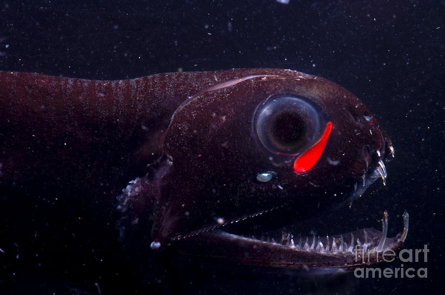 Dragonfish Photograph by Dante Fenolio - Fine Art America