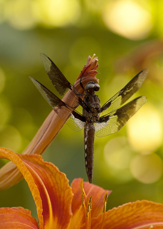 Dragonfly Pyrography by Bobbi Smith - Fine Art America