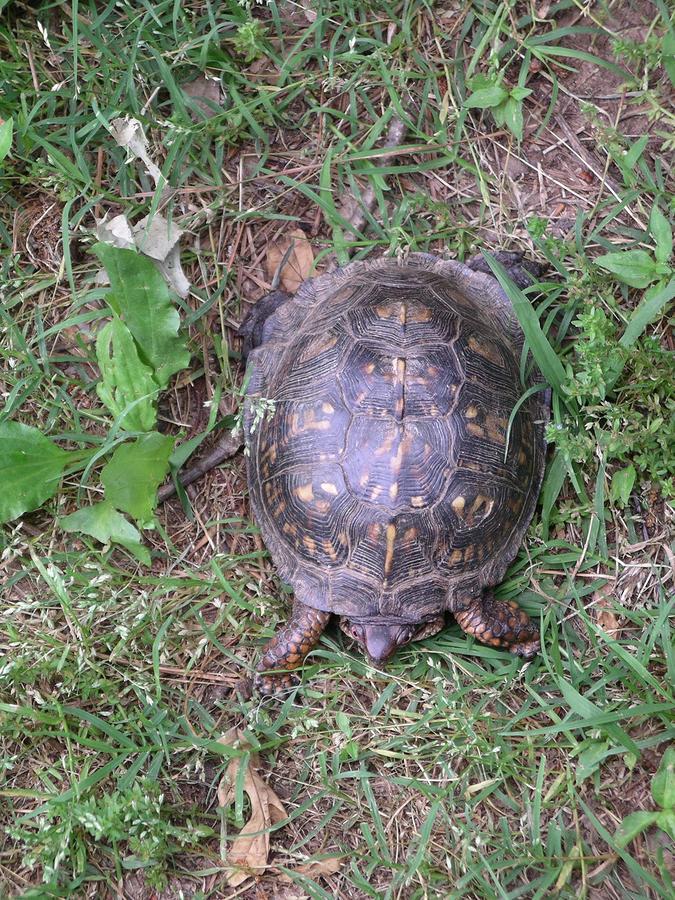 Eastern Box Turtle Photograph by Rich Bodane - Fine Art America