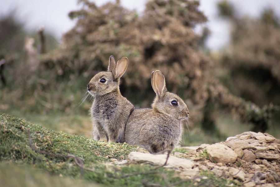 European Rabbits Photograph by David Aubrey - Pixels European Rabbits Photograph by David Aubrey - Pixels