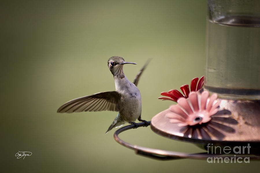 Falling Down Photograph by Cris Hayes - Fine Art America