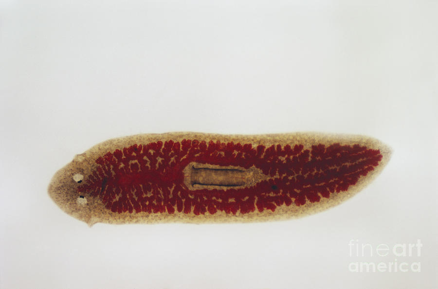 Flatworm Lm Photograph by Eric V. Grave - Fine Art America