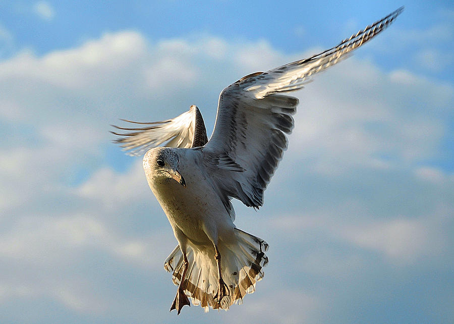 Flight Photograph by Bruce Larson - Fine Art America