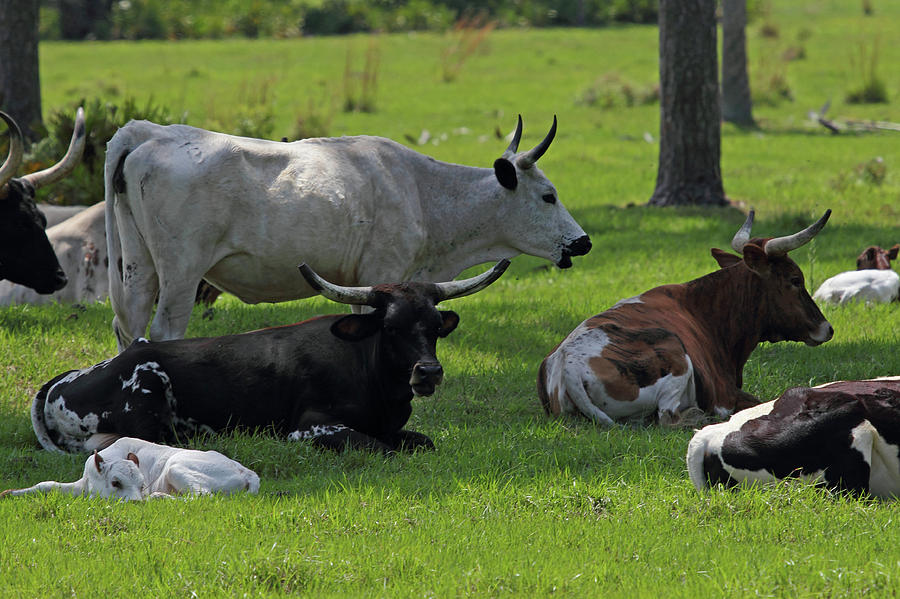 Florida Cracker Cattle