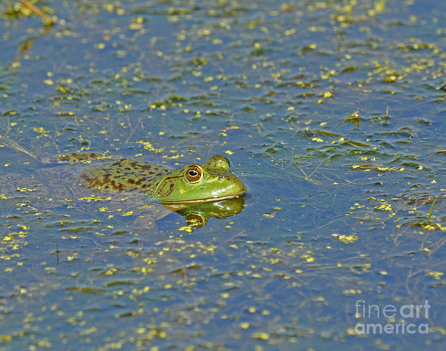 Frog Legs Photograph by Dennis Hammer - Fine Art America