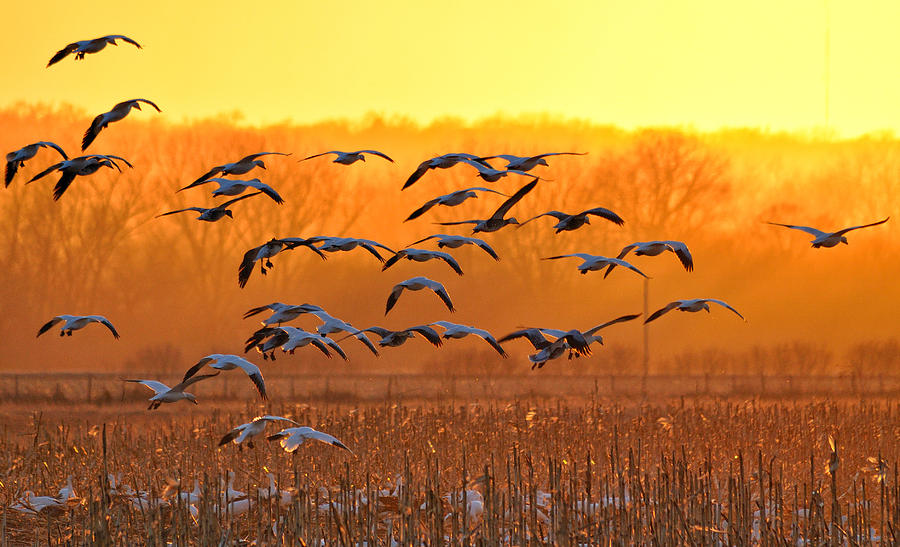 Geese at Sunset Photograph by Jonathan Abrams | Fine Art America