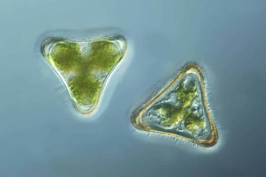 Green Algae, Light Micrograph Photograph by Frank Fox - Fine Art America