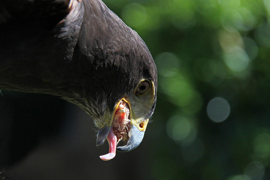 Harris Hawk Feeding #1 Photograph by James Hill - Pixels