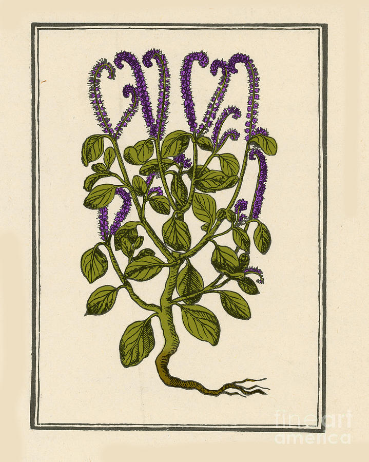 Heliotrop Photograph by Science Source | Fine Art America