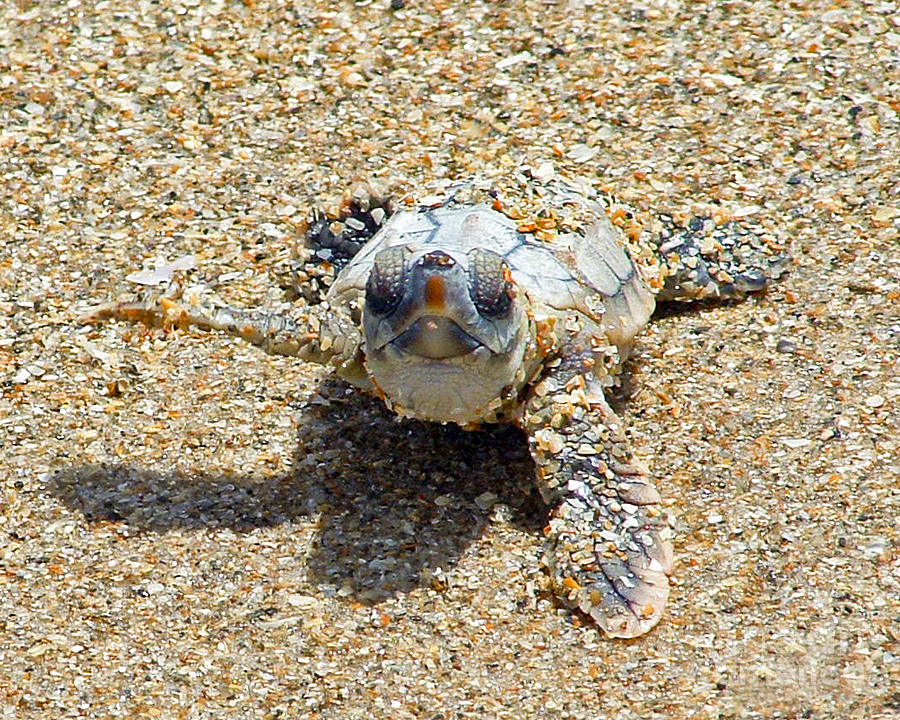 Hello Up There Photograph by Chris Colter - Fine Art America
