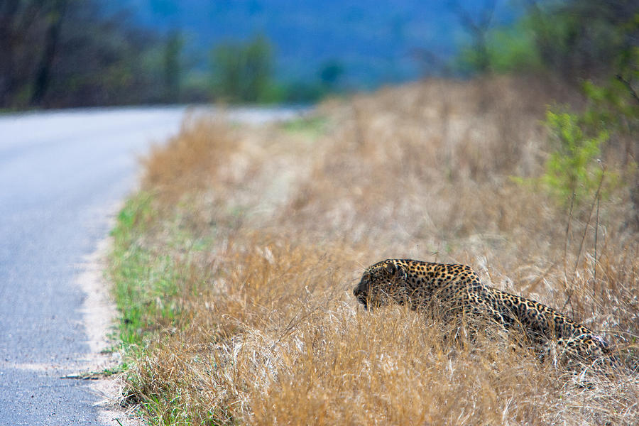 Leopard Crouching Photograph by Hein Welman - Fine Art America