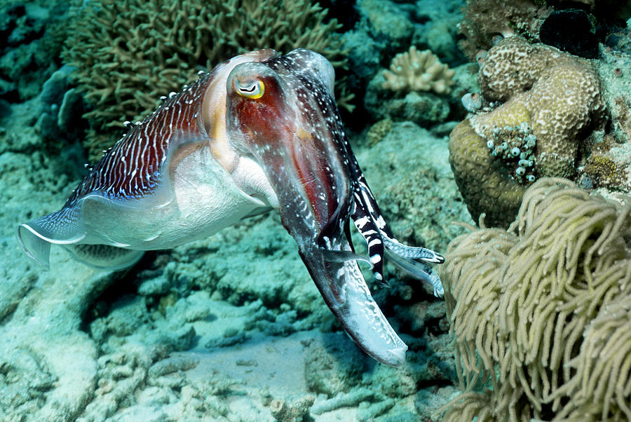 Male Broadclub Cuttlefish Photograph by Georgette Douwma
