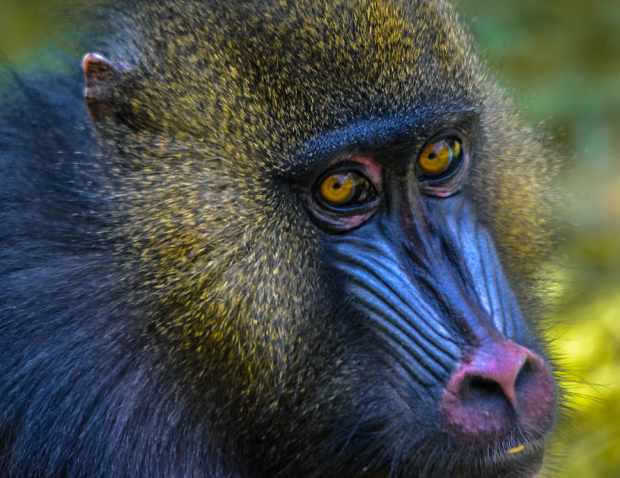 Mandrill Photograph by Brian Stevens - Fine Art America