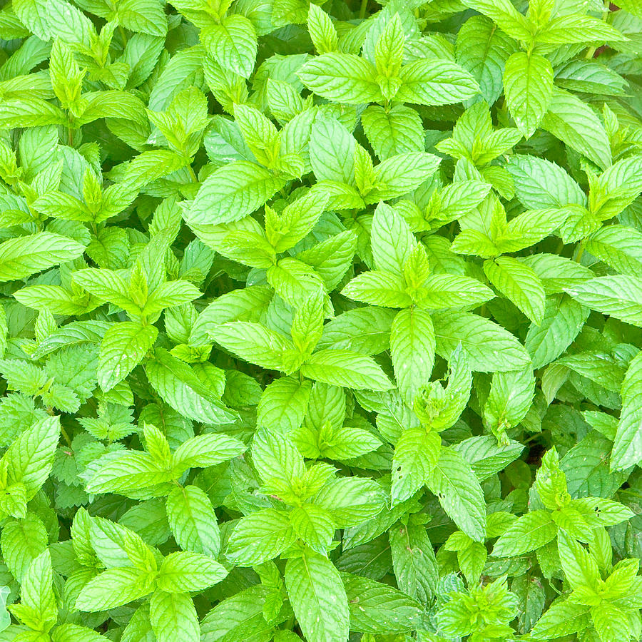 Mint Photograph by Tom Gowanlock - Fine Art America