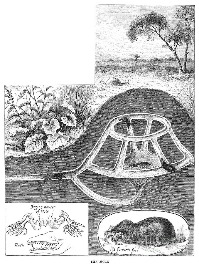 Mole Dwelling Photograph by Granger - Fine Art America