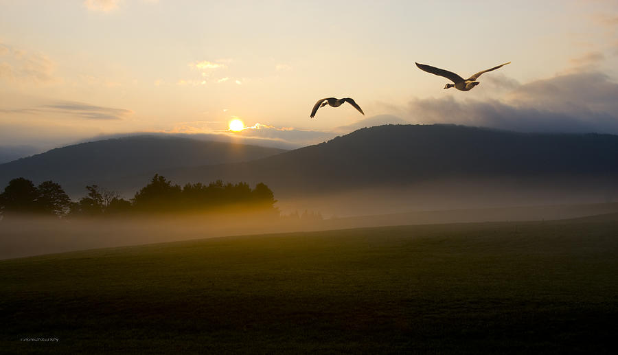 Morning Flight Photograph by Ron Jones | Fine Art America