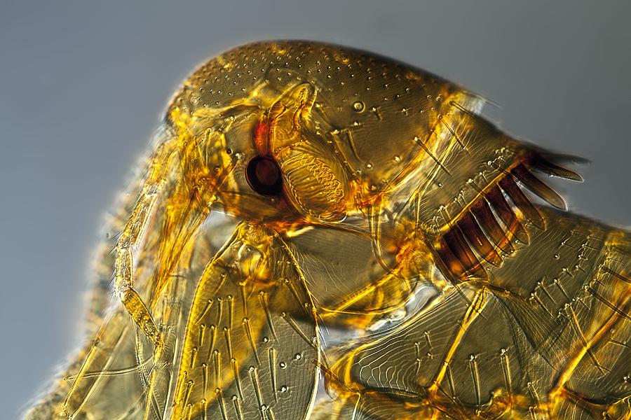 Mouse Flea, Light Micrograph #1 by Science Photo Library